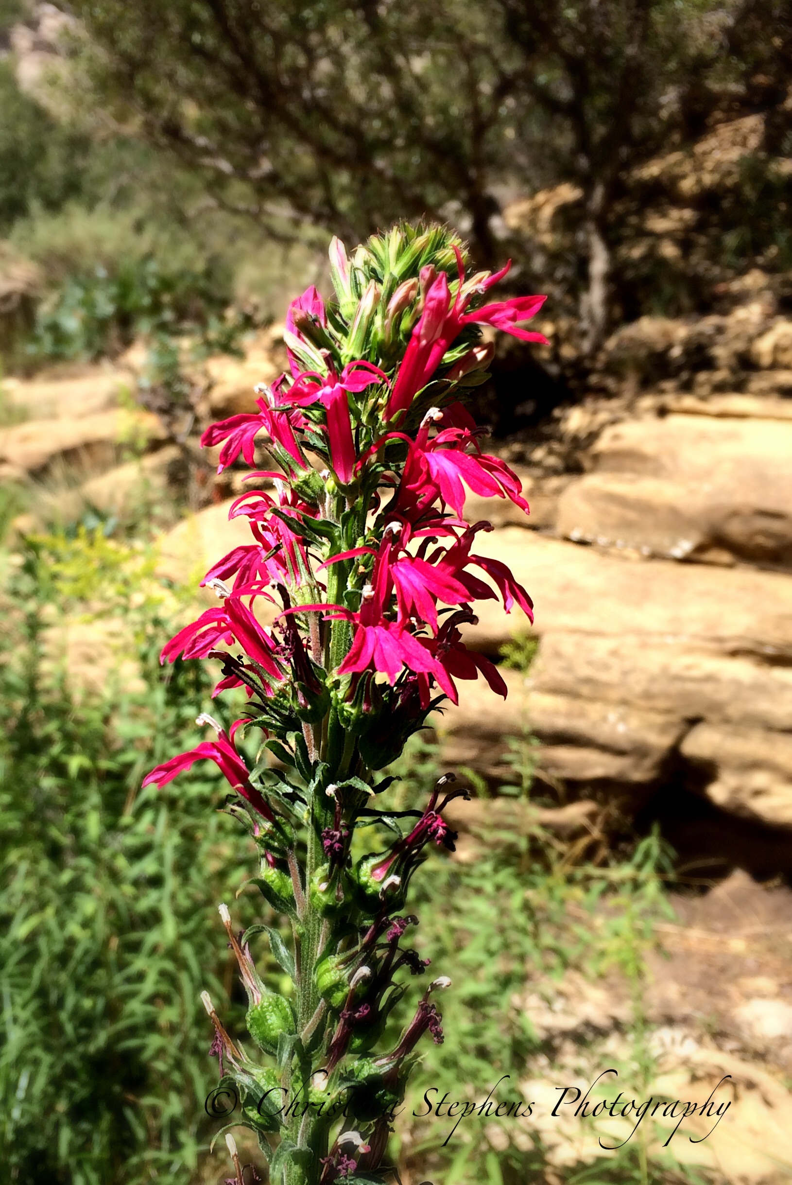 Cardinal Flower – A Toxic Beauty – Forgotten Winds