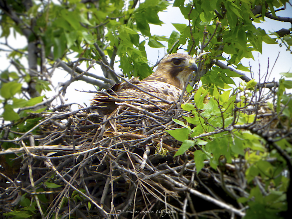 Spotting a Red-tailed Hawk Nest – Forgotten Winds