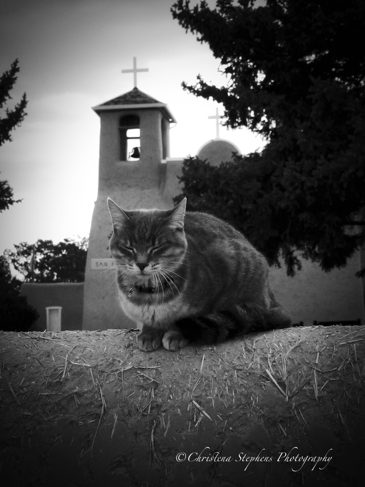 Praying Cat at San Francisco de Assisi Mission Church – Forgotten Winds