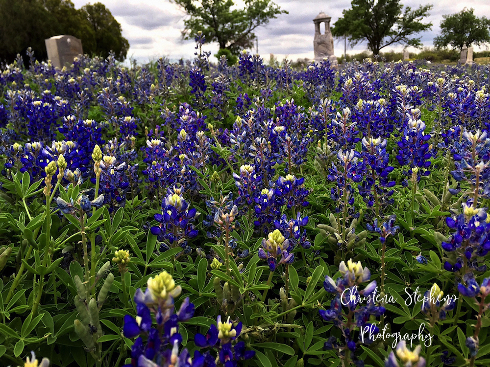 The Prevailing Myth of Picking Texas Bluebonnets – Forgotten Winds