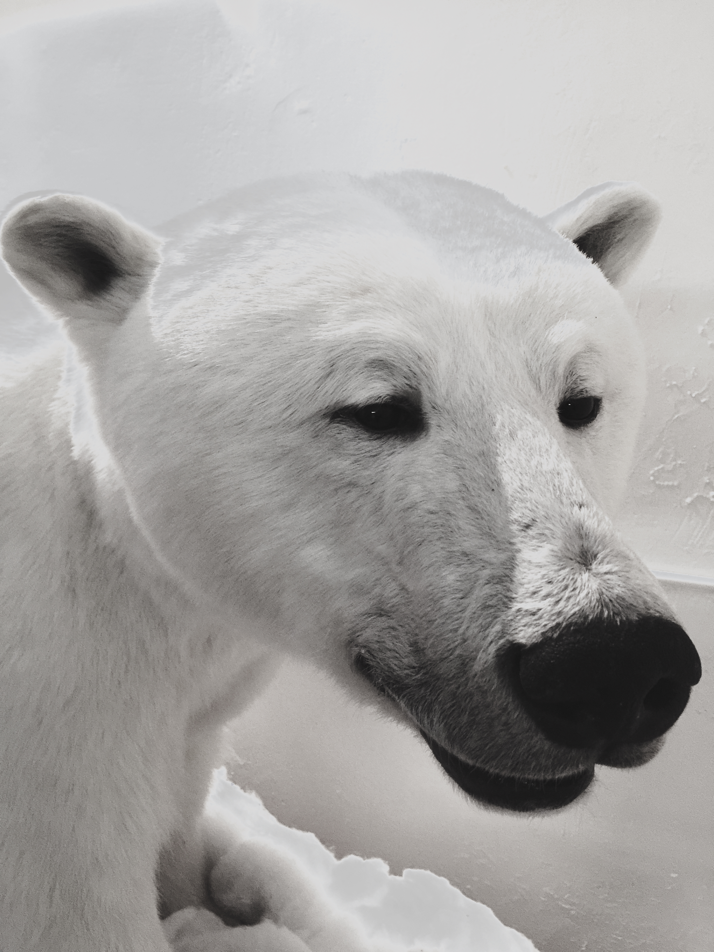 Journey of The Pale Bear – My Book Review – Forgotten Winds