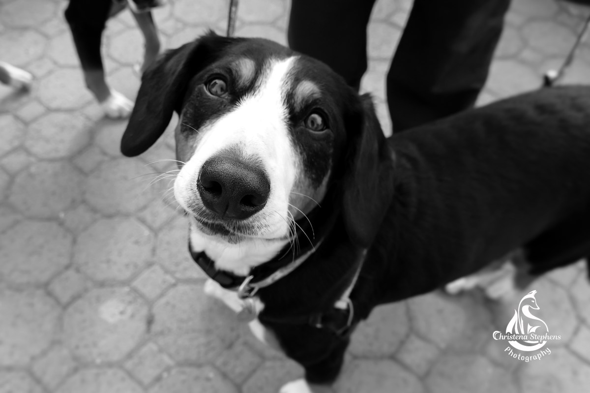 The Dogs I Meet – Hazel Jean – Forgotten Winds