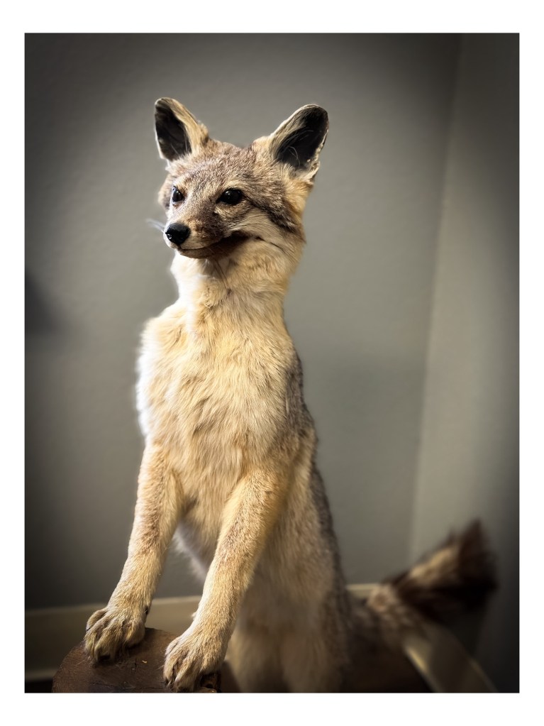 Ringtail Discovery 🖤 – Forgotten Winds