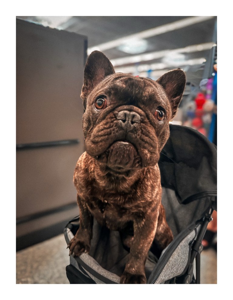 The Dogs I Meet – Dumbo – Forgotten Winds
